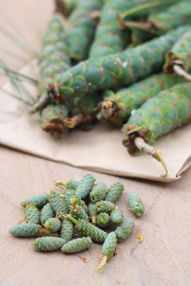 Pine Cone Jam: A Surprising Foraged Treat - Gardenista