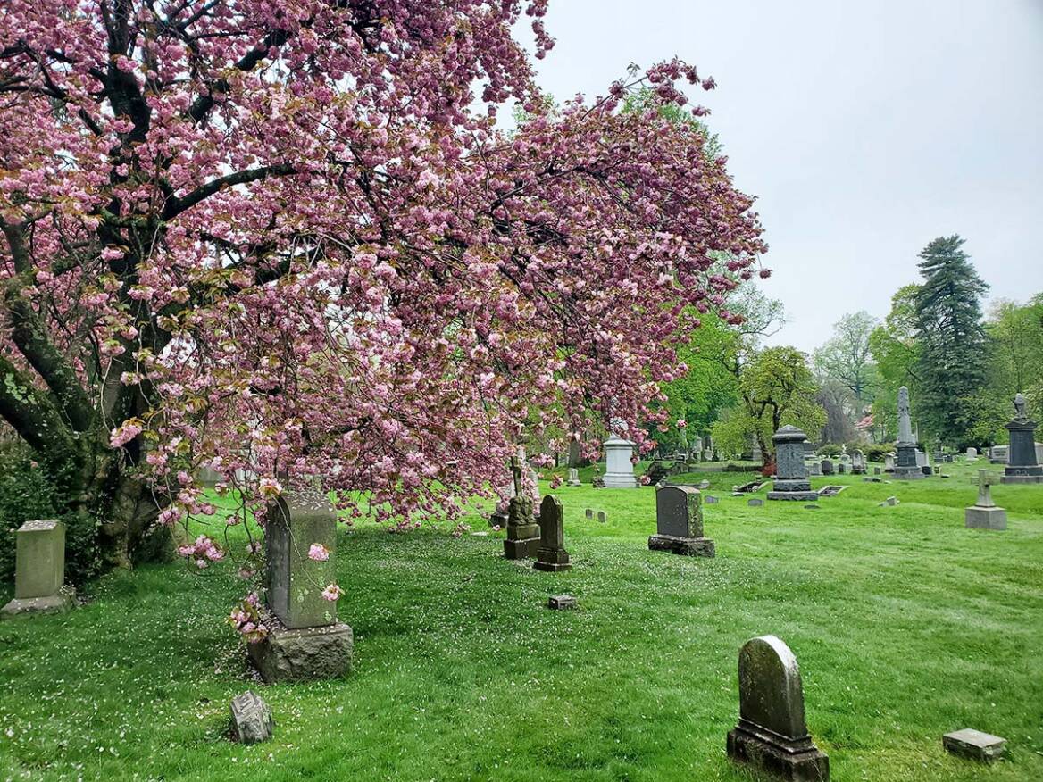 Spring's Trees at Historic Green-Wood Cemetery in Brooklyn - Gardenista