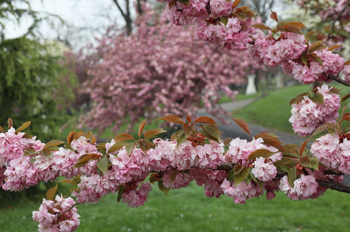Spring's Trees at Historic Green-Wood Cemetery in Brooklyn - Gardenista