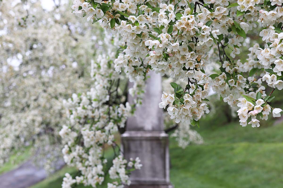 Spring's Trees at Historic Green-Wood Cemetery in Brooklyn - Gardenista
