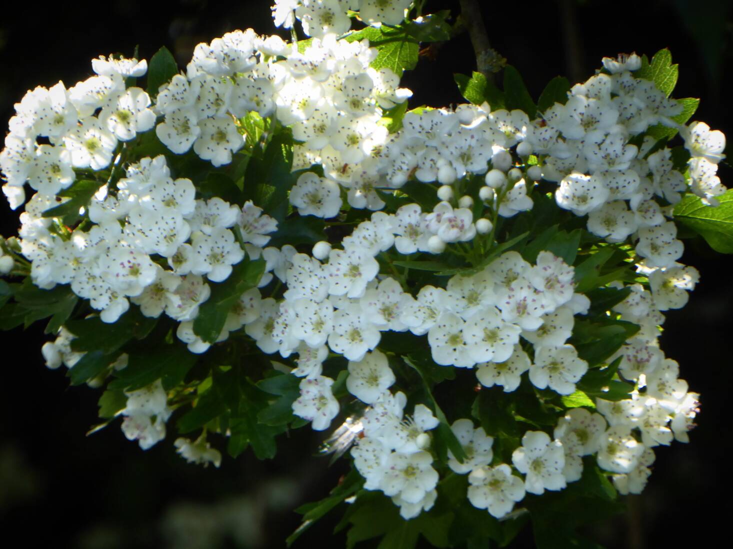 Gardening 101: Hawthorn - Gardenista