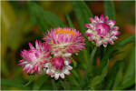 Gardening 101: Strawflower - Gardenista