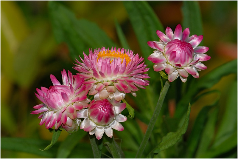 Gardening 101: Strawflower - Gardenista