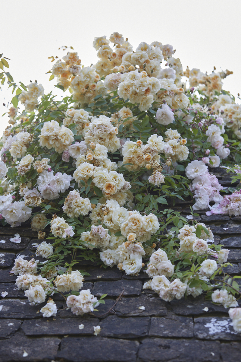 In Appreciation of the Old Roses at Asthall Manor - Gardenista