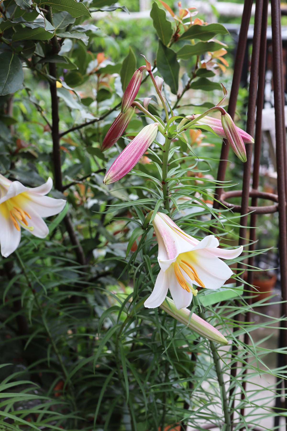 The Indoor Bay Tree: Perfect Houseplant? - Gardenista