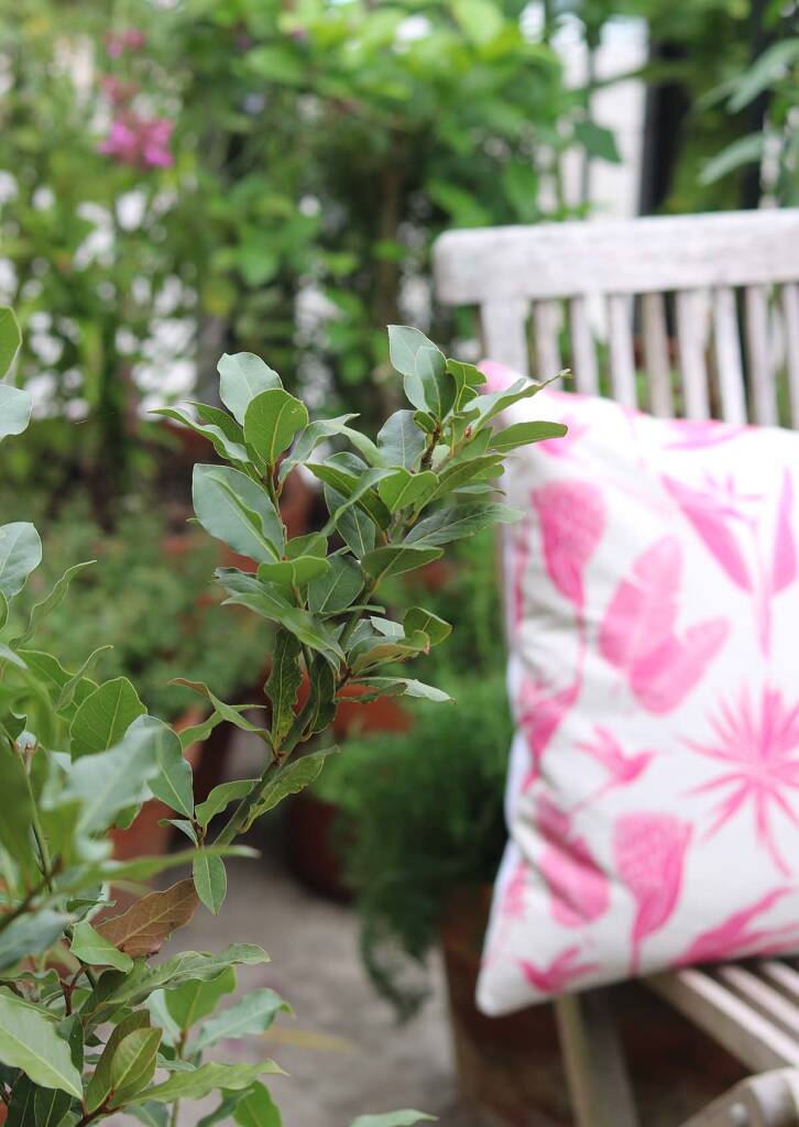 The Indoor Bay Tree: Perfect Houseplant? - Gardenista