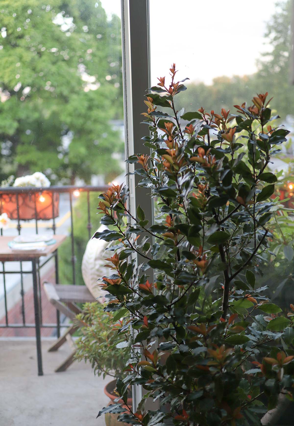 The Indoor Bay Tree: Perfect Houseplant? - Gardenista