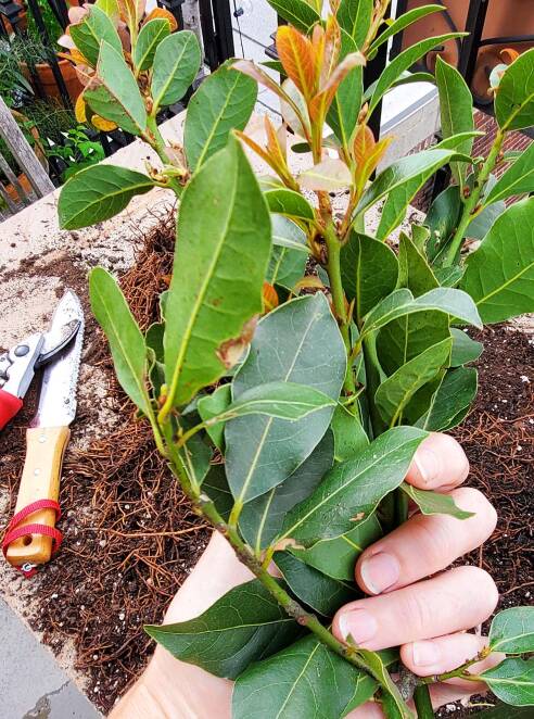 The Indoor Bay Tree: Perfect Houseplant? - Gardenista