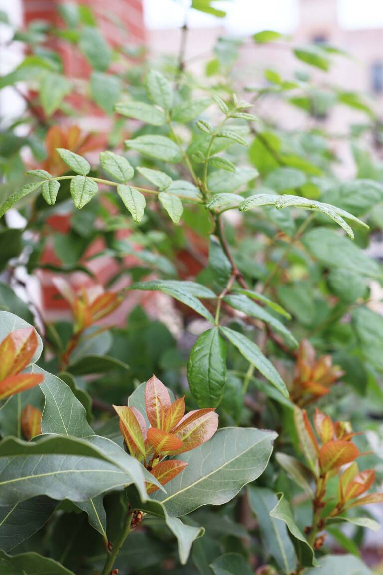 The Indoor Bay Tree: Perfect Houseplant? - Gardenista