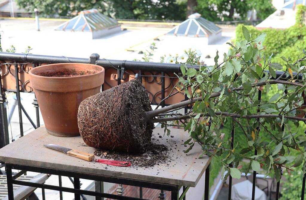 The Indoor Bay Tree: Perfect Houseplant? - Gardenista