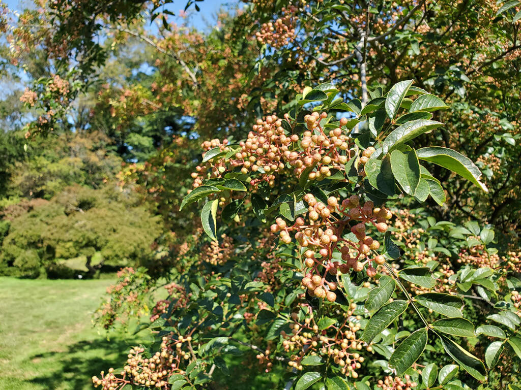 Prickly Ash and Spicebush: Native Shrubs for your Spice Collection ...
