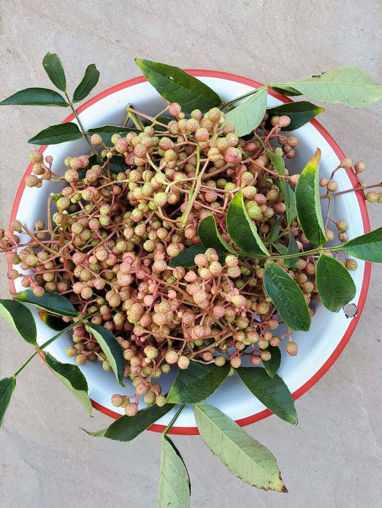 Prickly Ash and Spicebush: Native Shrubs for your Spice Collection ...