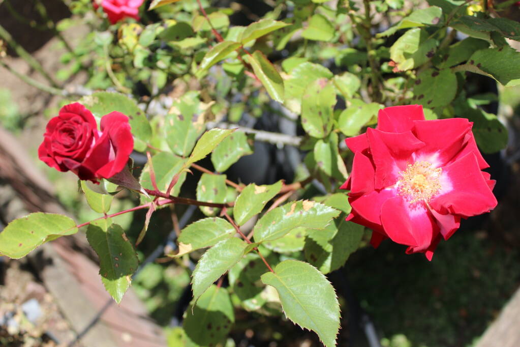 Expert Advice: A Rosarian on Whether to Spray, When to Fertilize, and ...