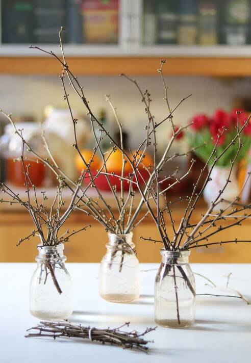 Prickly Ash and Spicebush: Native Shrubs for your Spice Collection ...