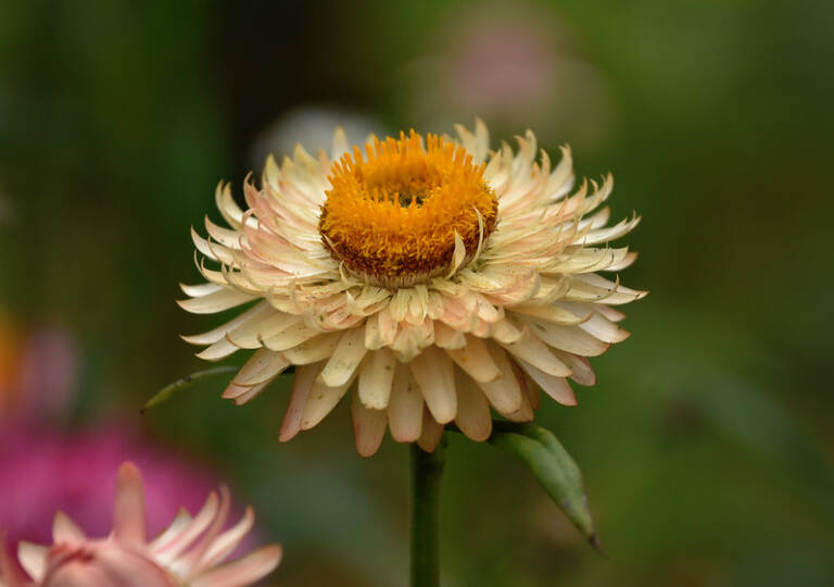 Gardening 101: Strawflower - Gardenista