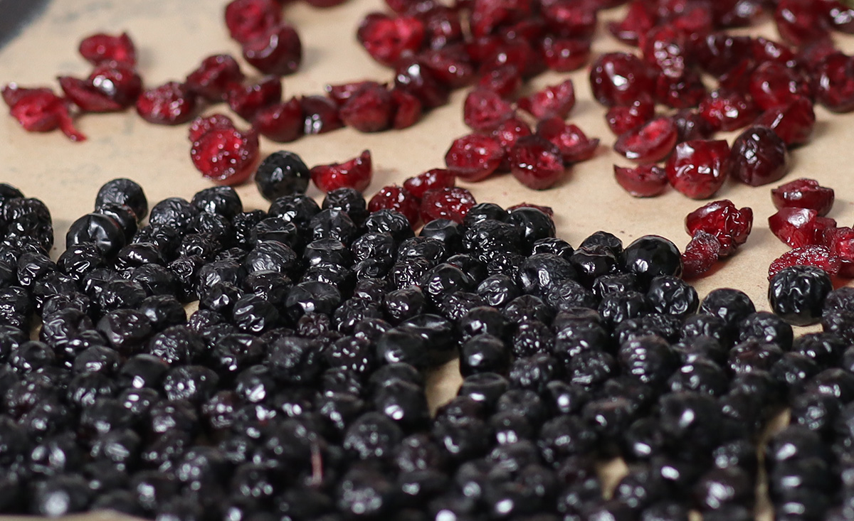 Aronia: Grow Your Own Superfood - Gardenista