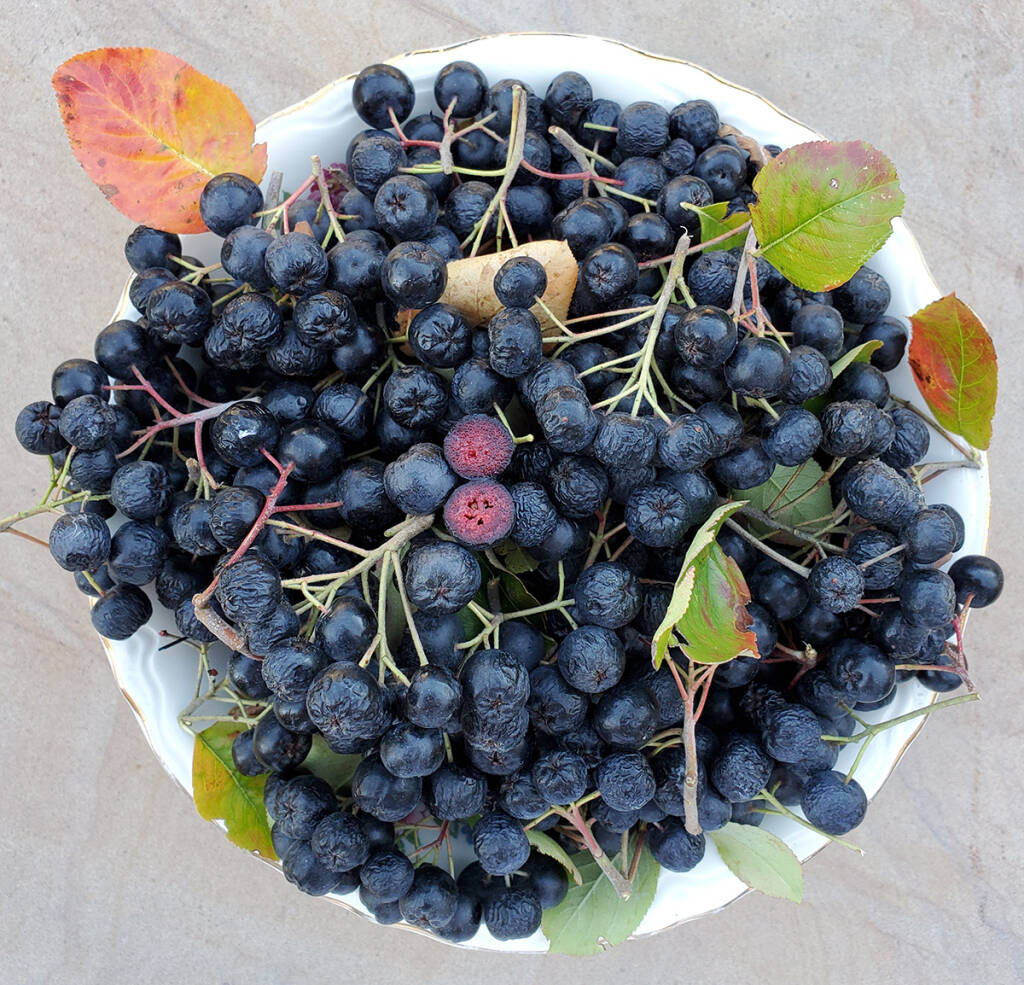 Aronia: Grow Your Own Superfood - Gardenista