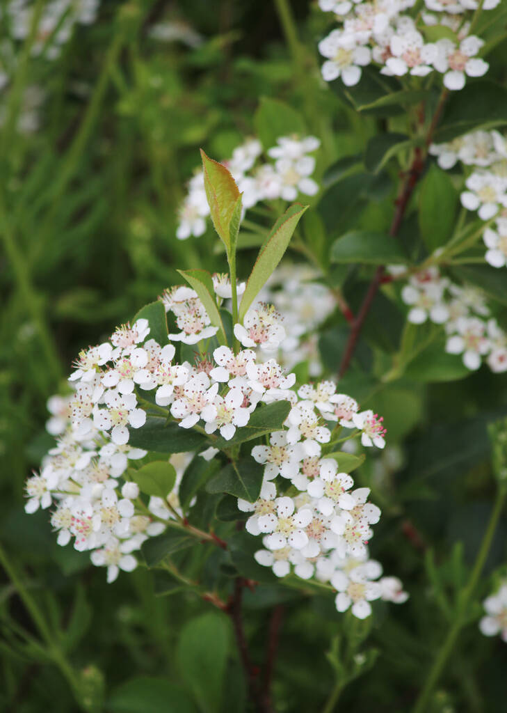 Aronia: Grow Your Own Superfood - Gardenista