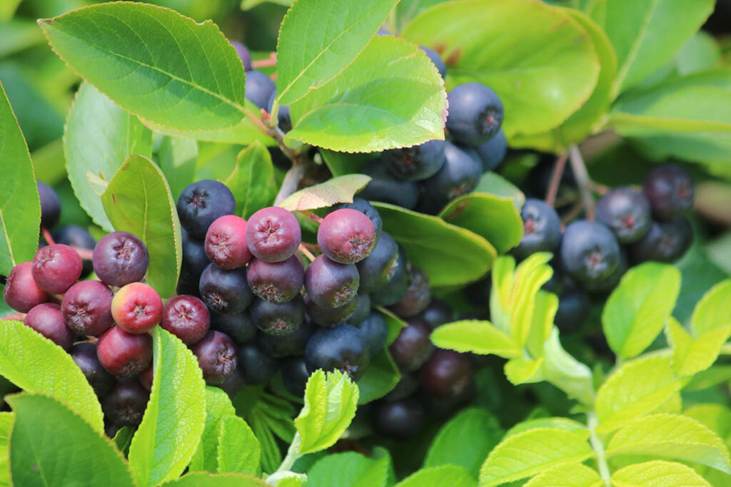 Aronia: Grow Your Own Superfood - Gardenista