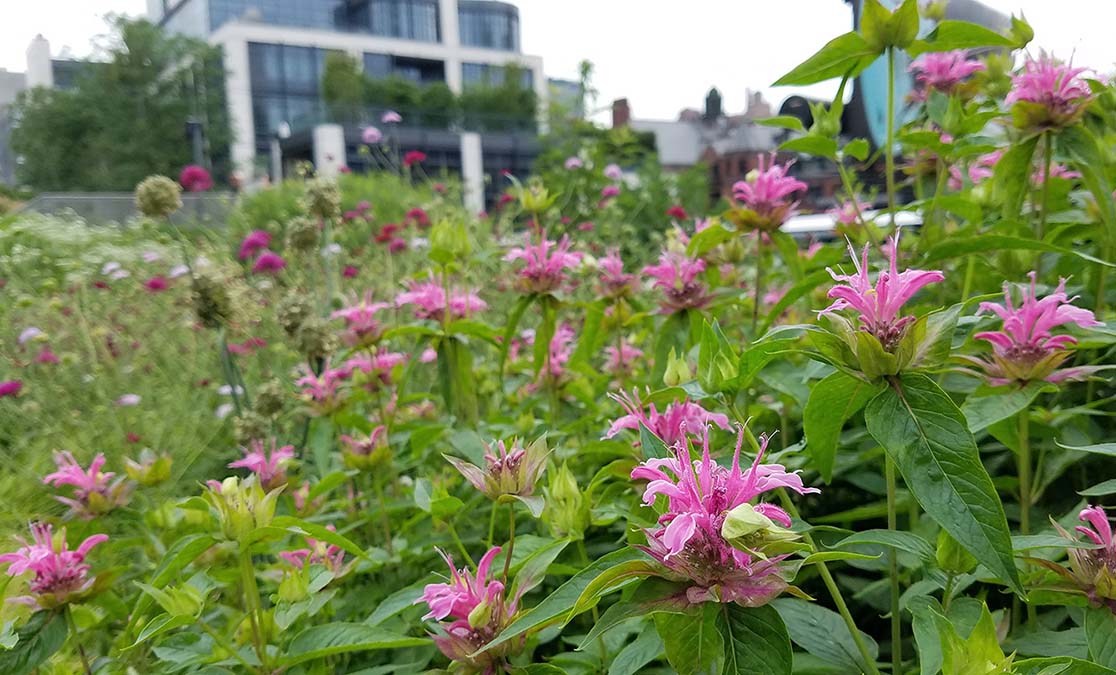 Native Bee Balm: Pollinator-Friendly and Delicious, Too - Gardenista