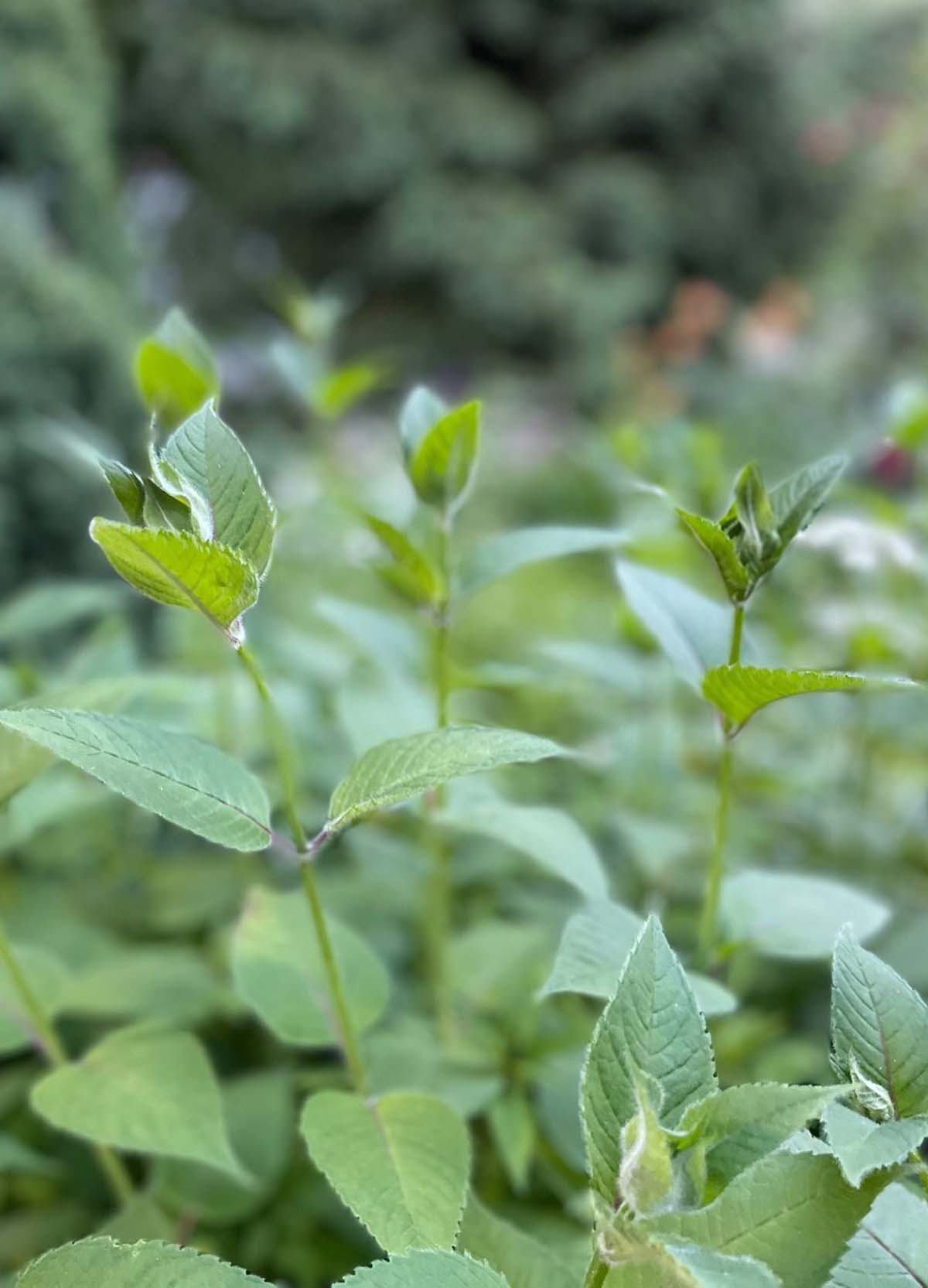 Native Bee Balm: Pollinator-Friendly and Delicious, Too - Gardenista