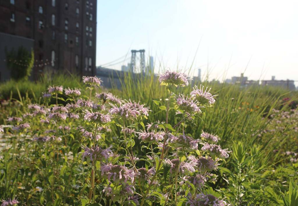 Native Bee Balm: Pollinator-Friendly and Delicious, Too - Gardenista