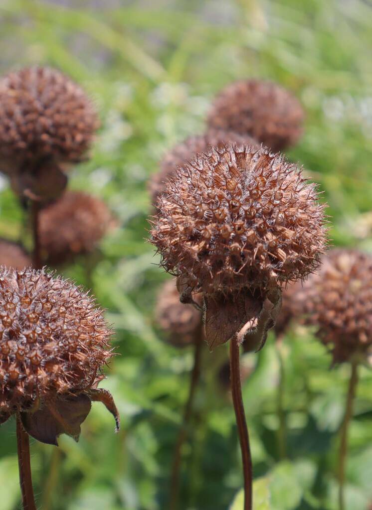Native Bee Balm: Pollinator-Friendly and Delicious, Too - Gardenista