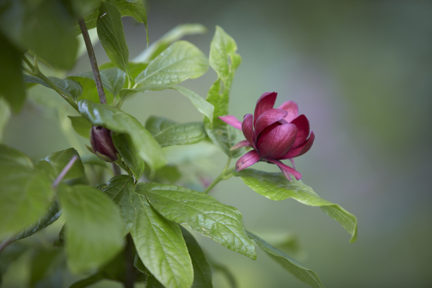 Gardening 101: Sweetshrub - Gardenista