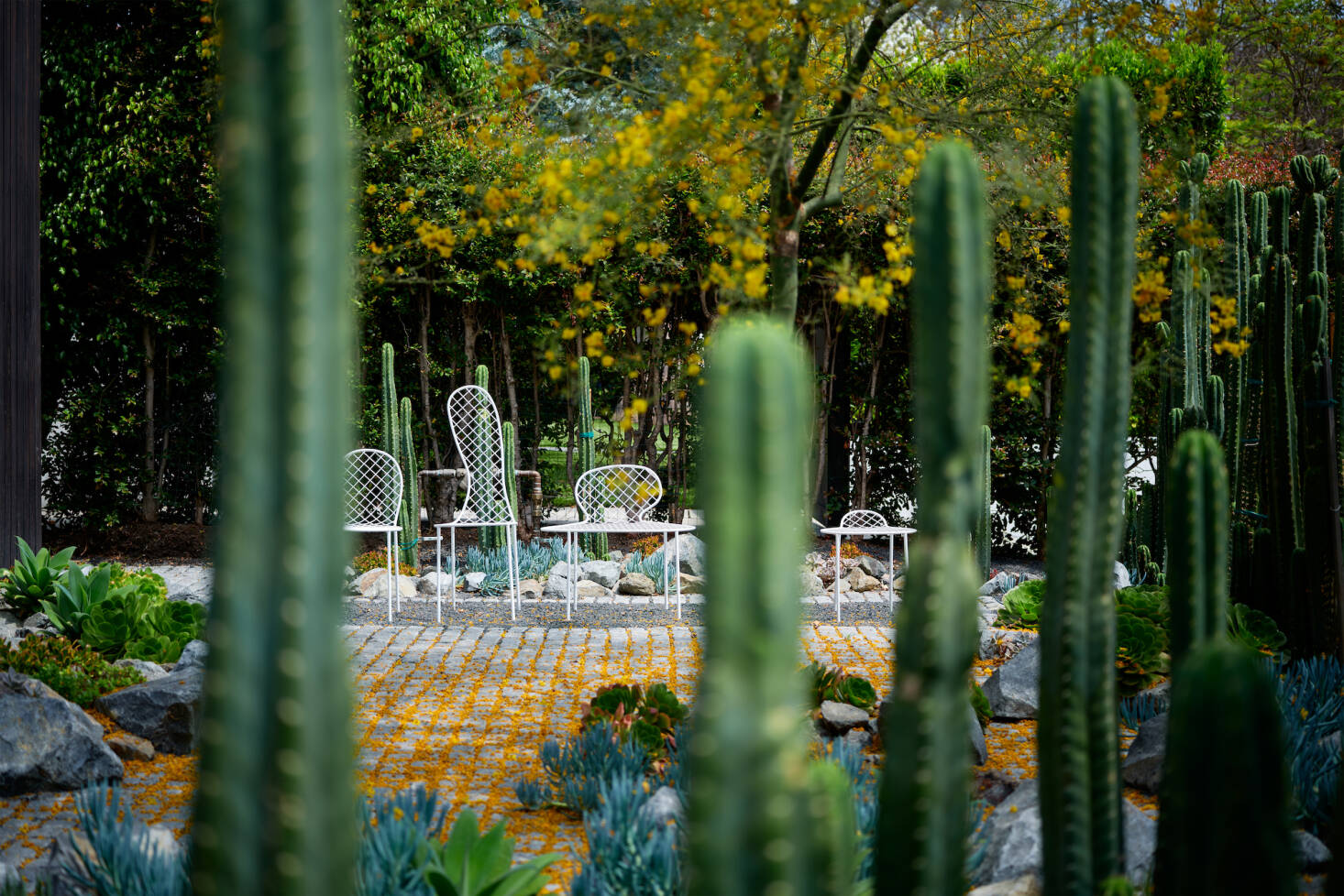 Landscape Architecture: Curb Appeal and a Cactus Fence for a Modern LA ...