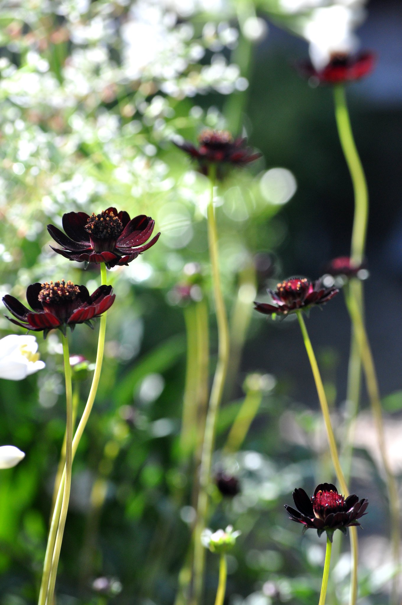 Gardening 101: Chocolate Cosmos - Gardenista
