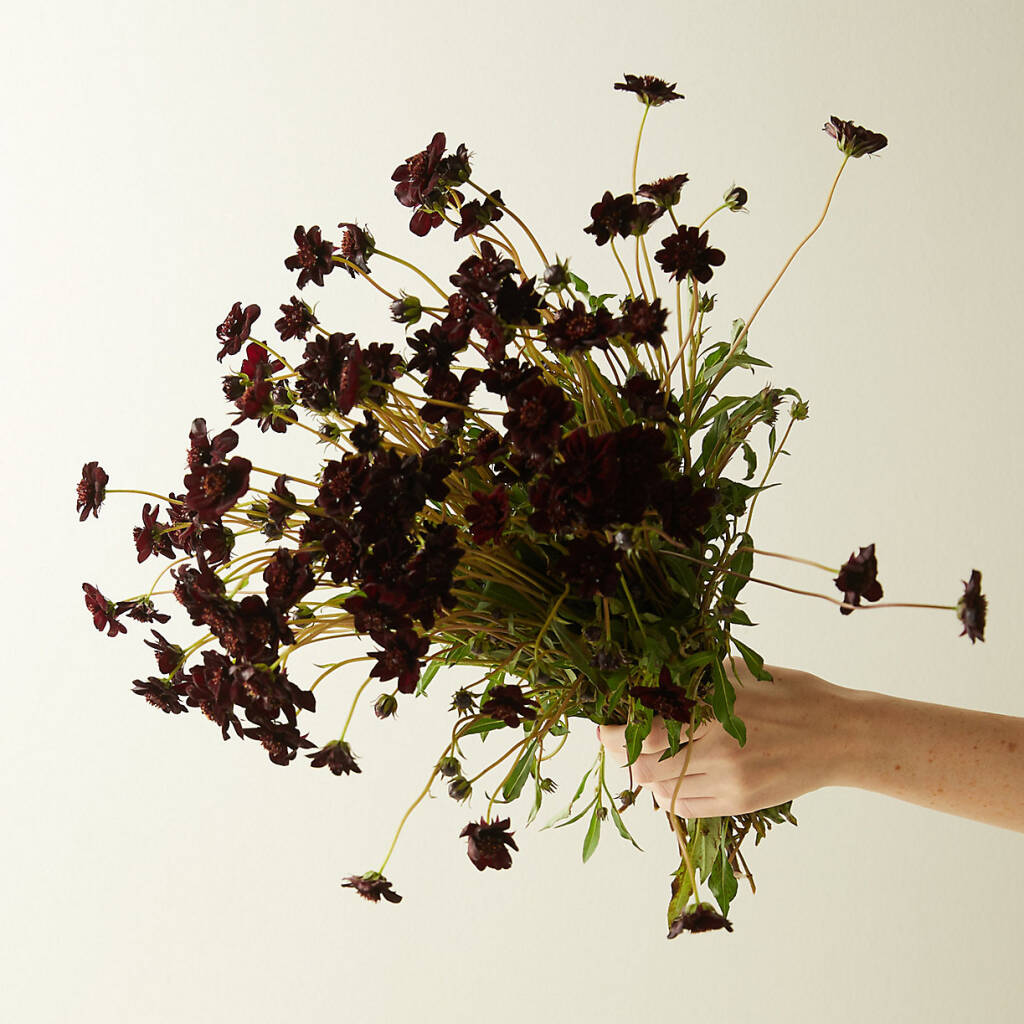 Gardening 101: Chocolate Cosmos - Gardenista