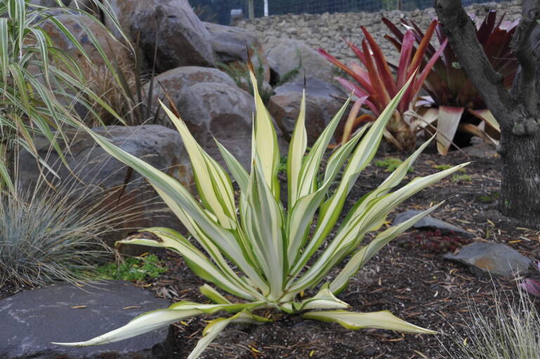 Gardening 101: False Agave - Gardenista