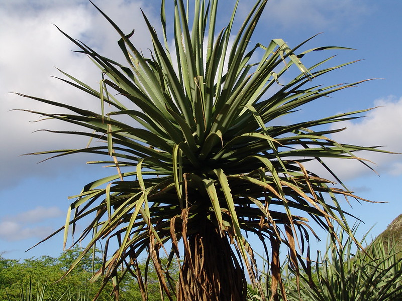 Gardening 101: False Agave - Gardenista