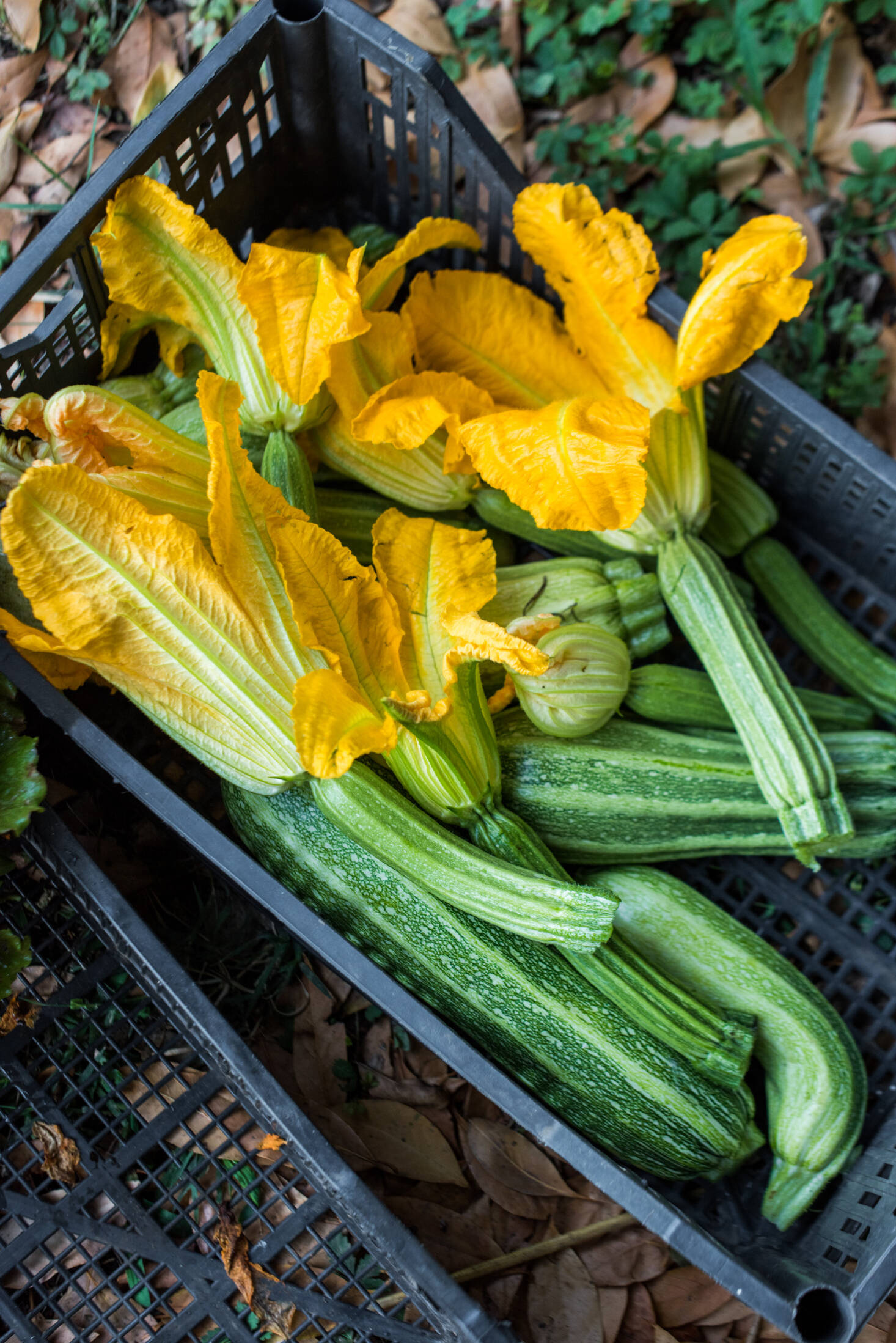 Ask the Expert: Tim Mountz of Happy Cat Farm on How to Grow Your Own ...