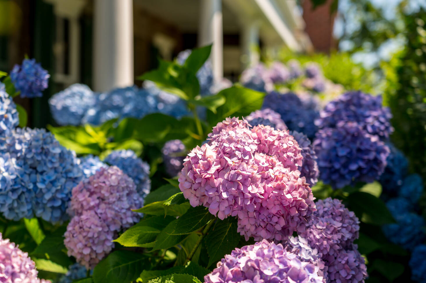 Ask the Expert: An Interview with the Founder of the Hydrangea Festival ...