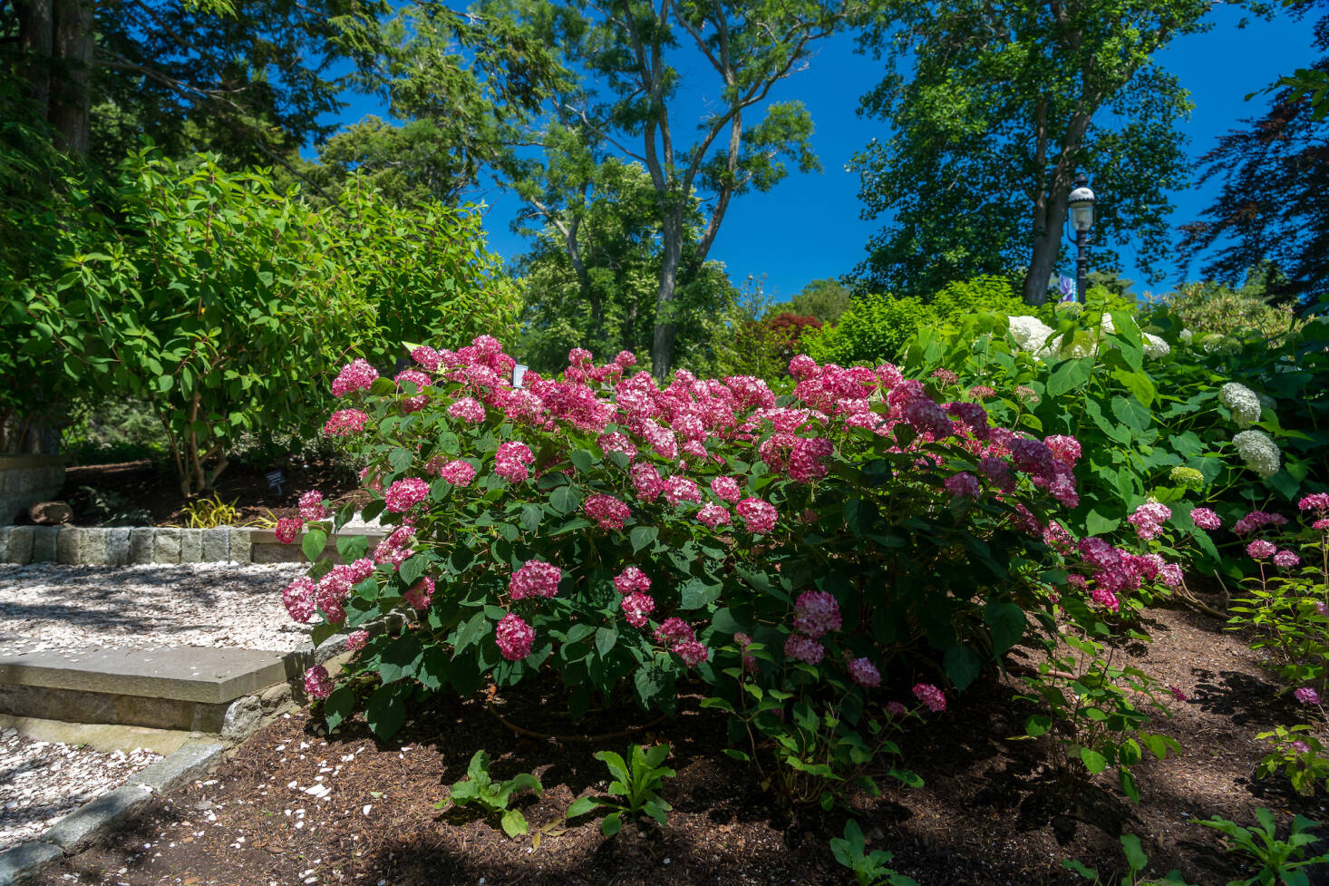 Ask the Expert: An Interview with the Founder of the Hydrangea Festival ...