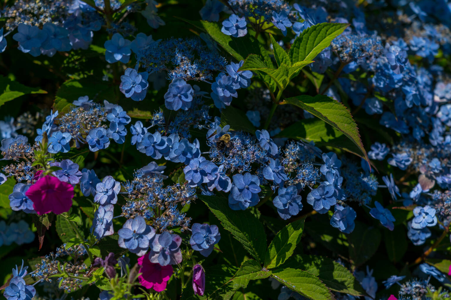 Ask the Expert: An Interview with the Founder of the Hydrangea Festival ...
