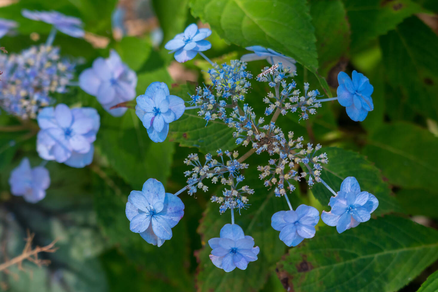 Ask the Expert: An Interview with the Founder of the Hydrangea Festival ...