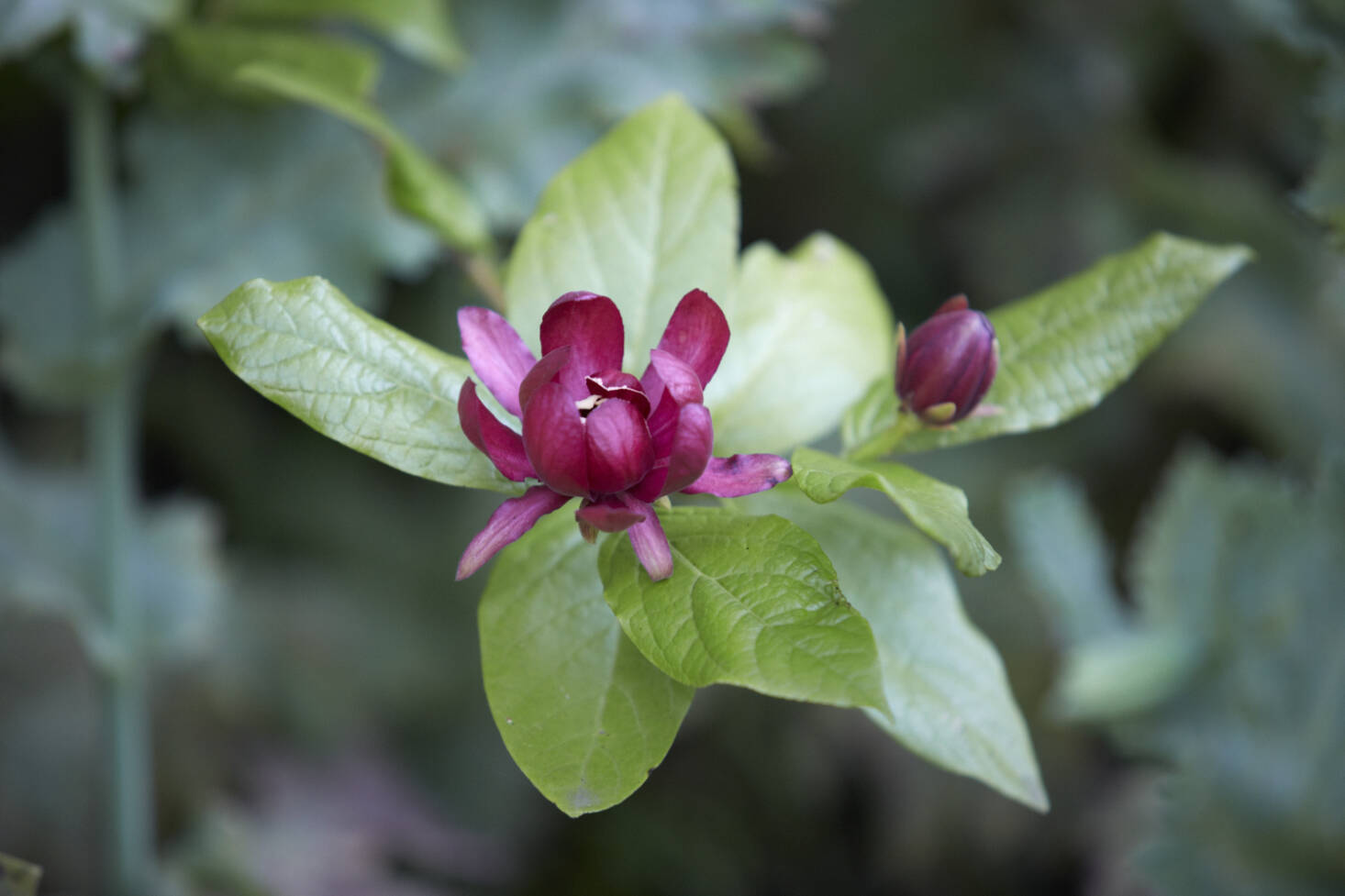 Gardening 101: Sweetshrub - Gardenista