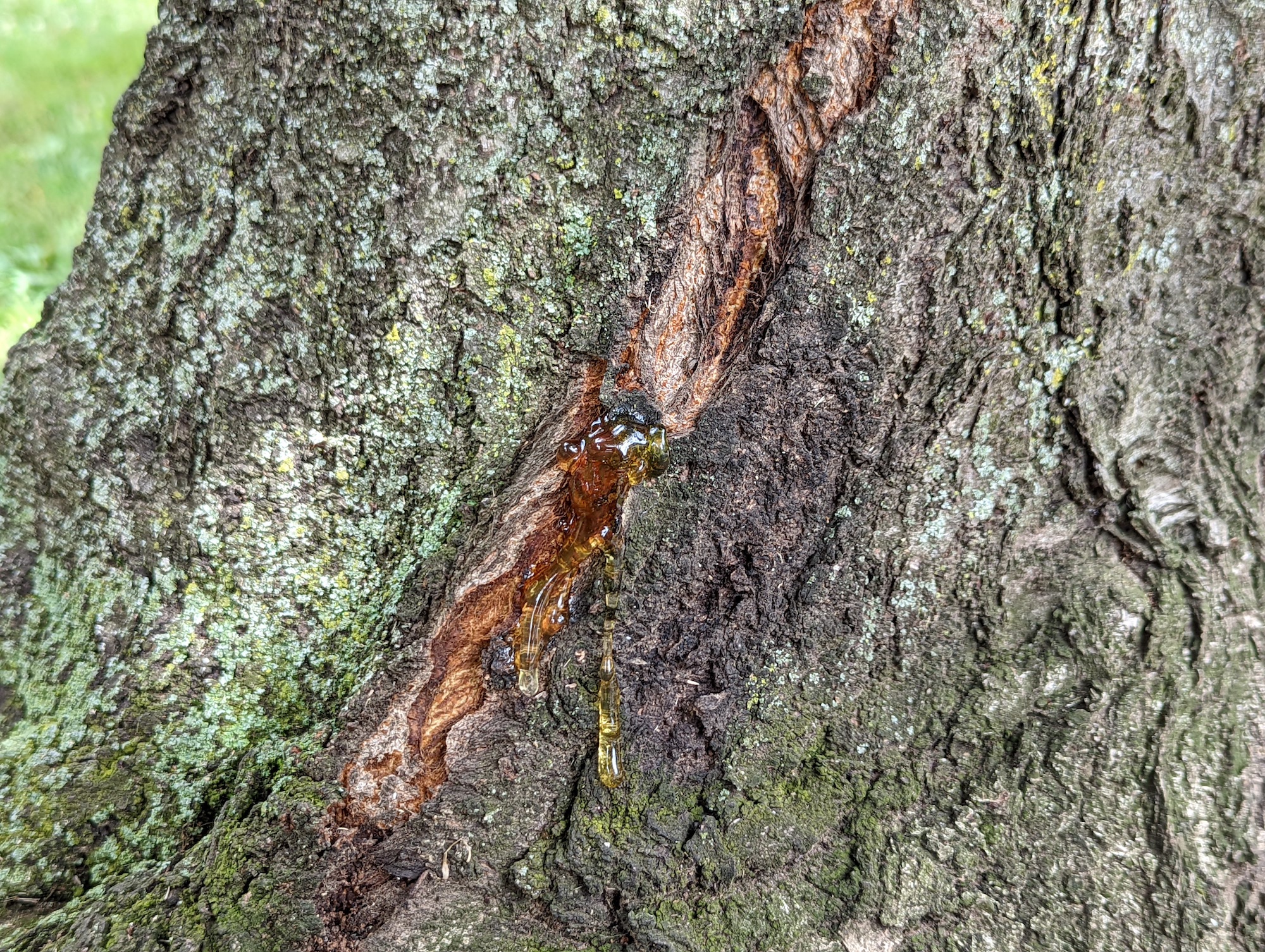 Landscaping 101: 7 Signs Your Tree May Be in Trouble - Gardenista