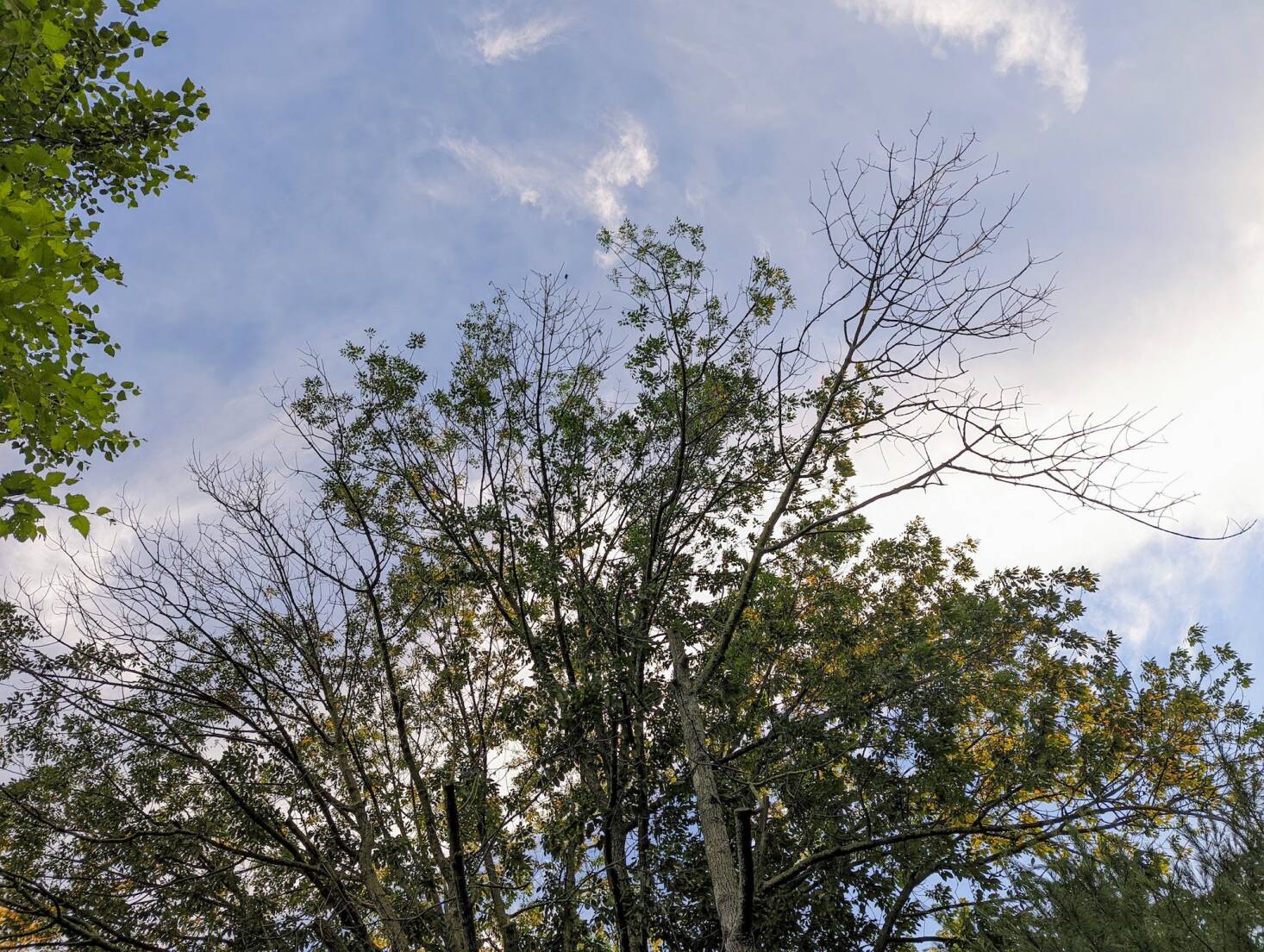 Landscaping 101: 7 Signs Your Tree May Be in Trouble - Gardenista