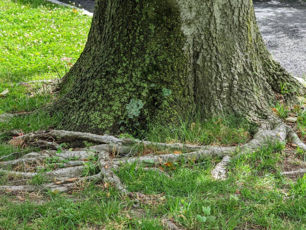 Landscaping 101: 7 Signs Your Tree May Be in Trouble - Gardenista