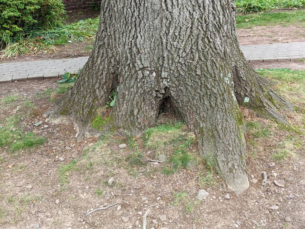 Landscaping 101: 7 Signs Your Tree May Be in Trouble - Gardenista