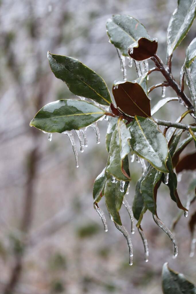 Magnolia Grandiflora: Ancient Flower, Fresh Flavor - Gardenista