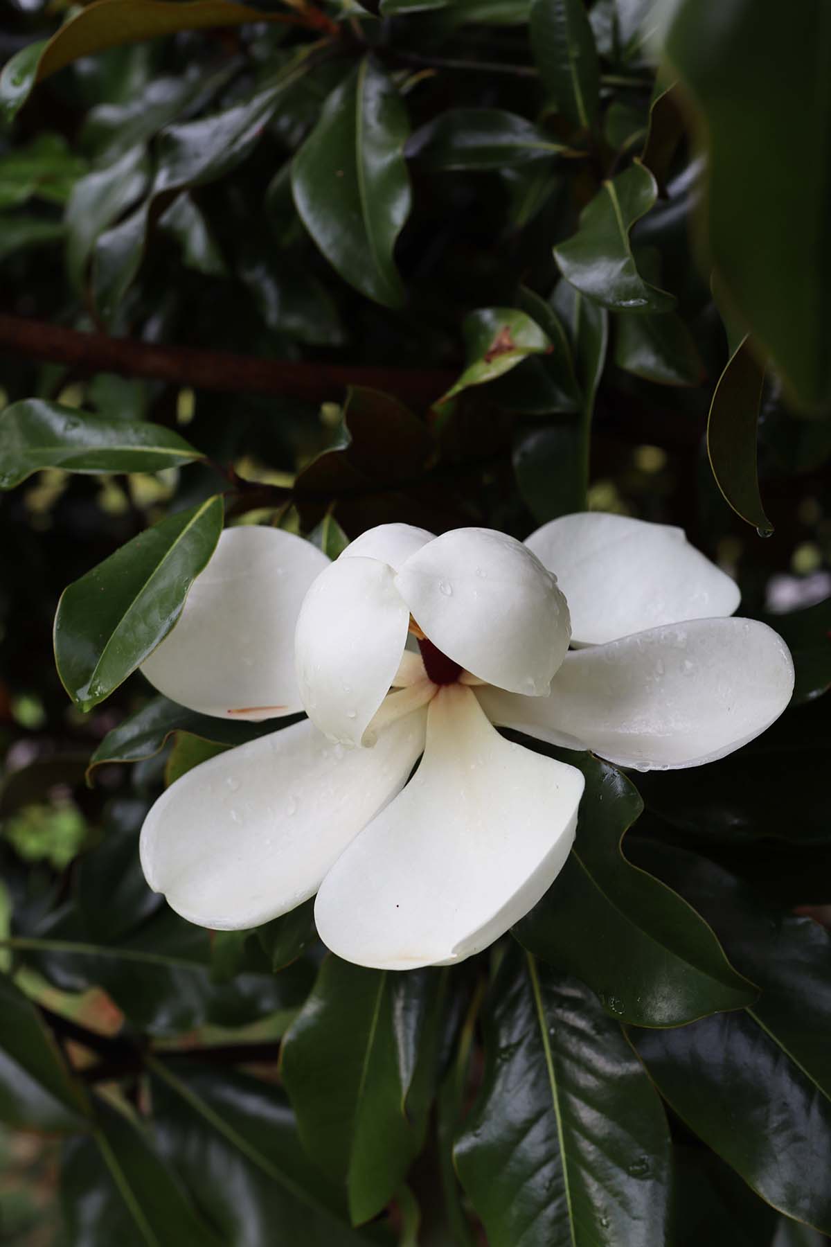 Magnolia Grandiflora: Ancient Flower, Fresh Flavor - Gardenista