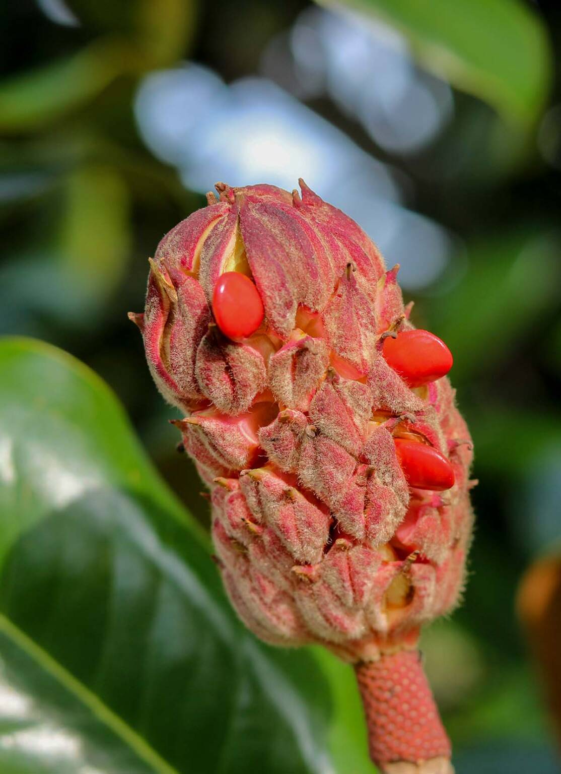 Magnolia Grandiflora: Ancient Flower, Fresh Flavor - Gardenista