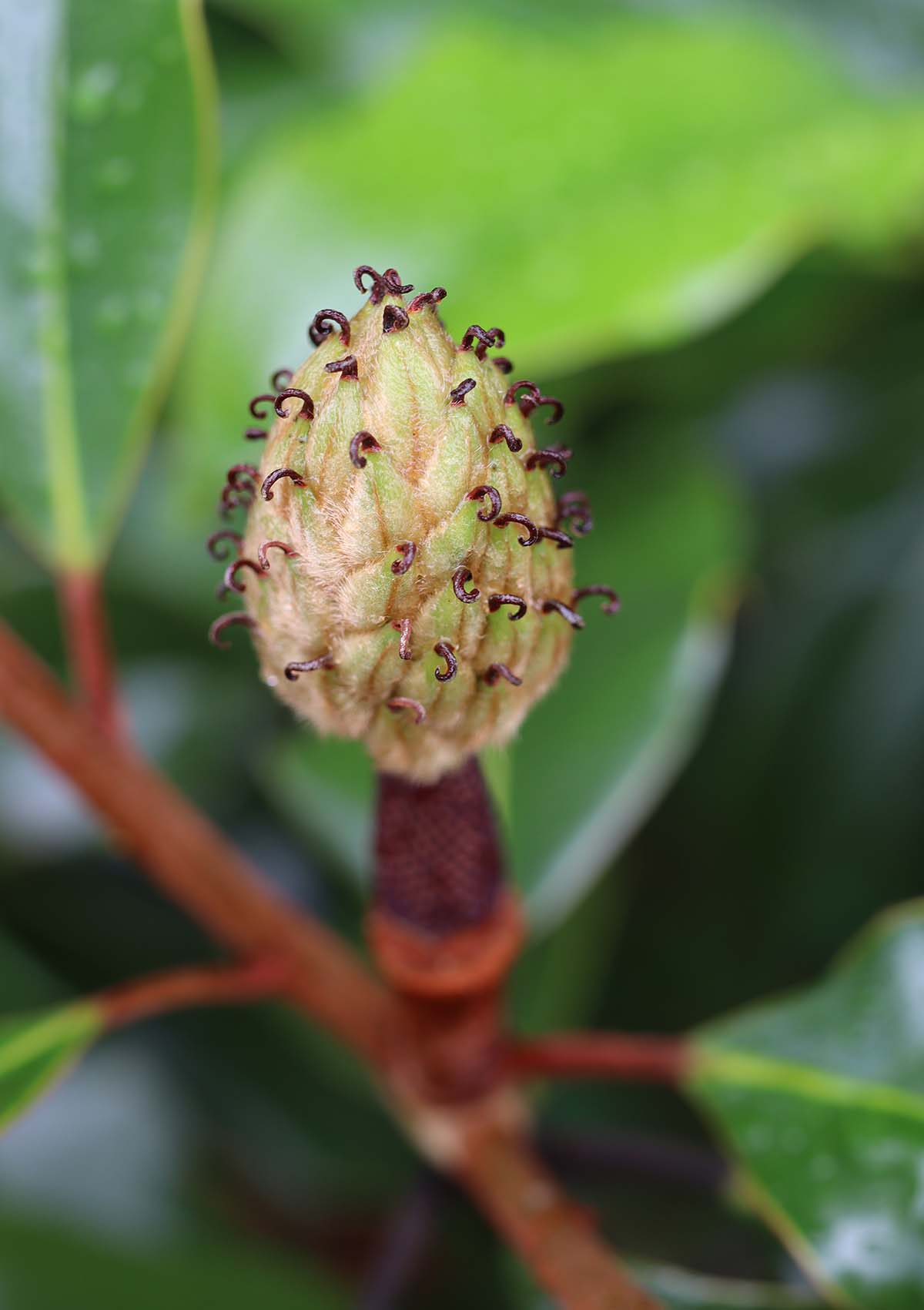 Magnolia Grandiflora: Ancient Flower, Fresh Flavor - Gardenista