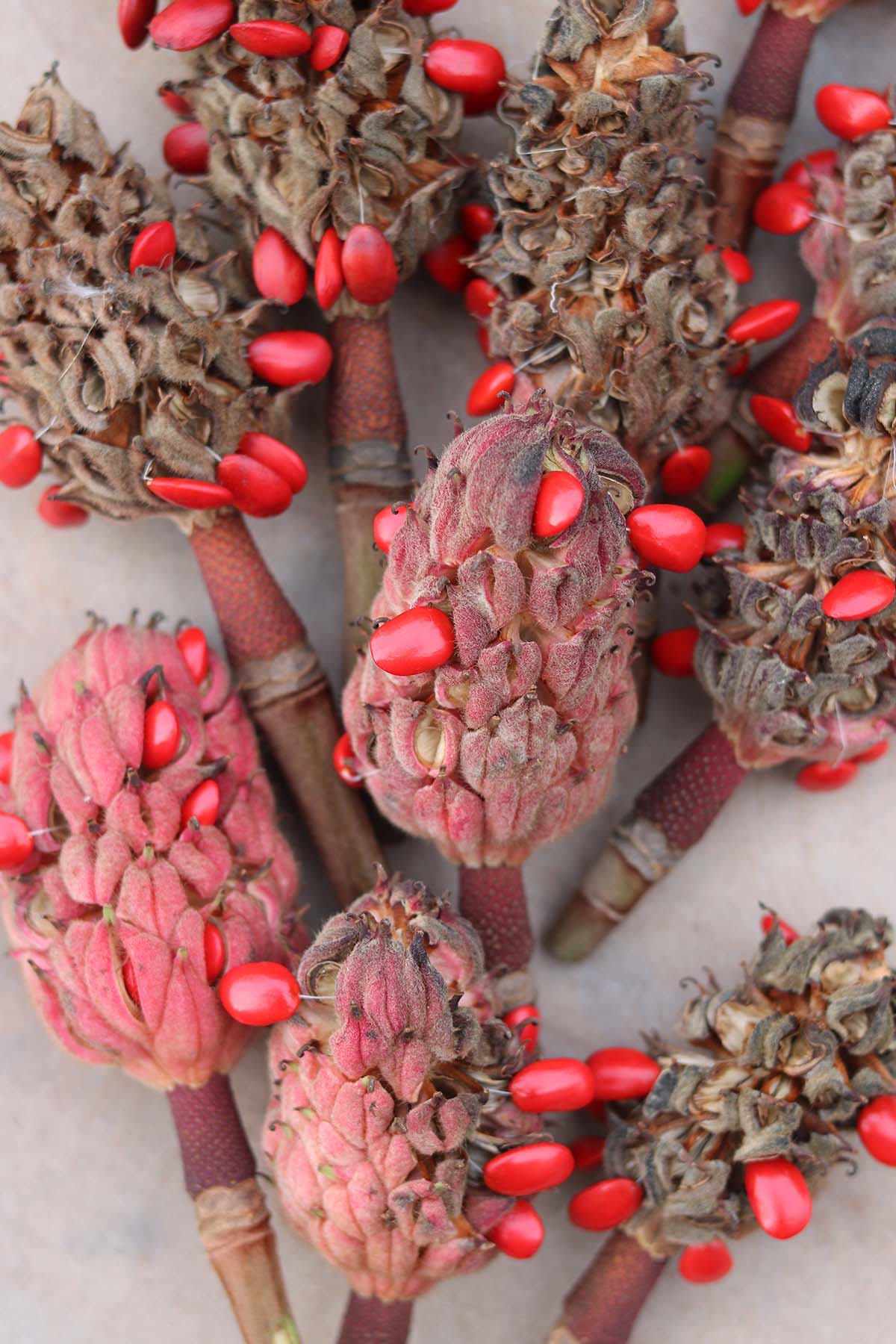 Magnolia Grandiflora: Ancient Flower, Fresh Flavor - Gardenista