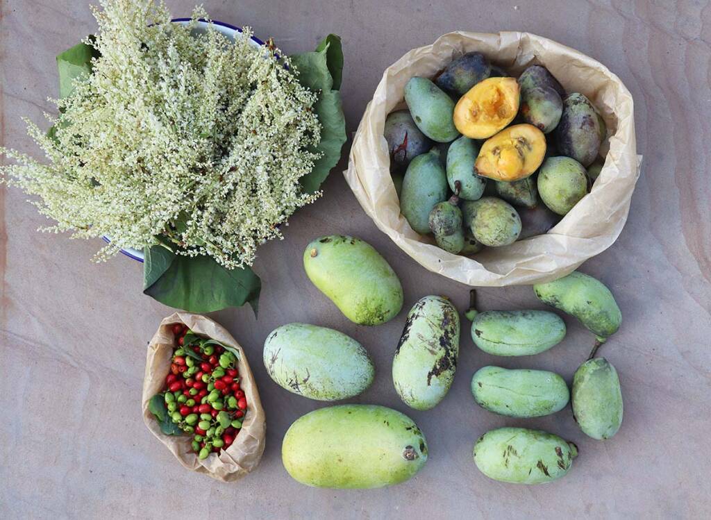 Pawpaw: A Native Fruit that Tastes Like the Tropics - Gardenista