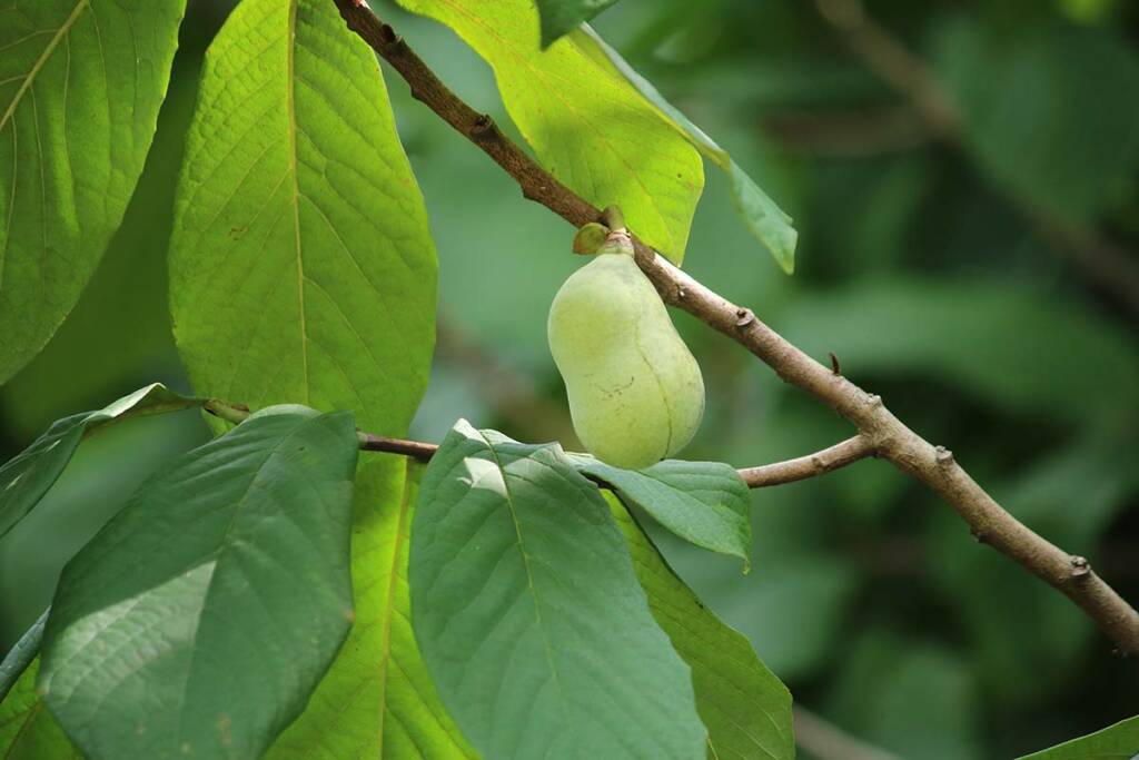 Pawpaw: A Native Fruit that Tastes Like the Tropics - Gardenista